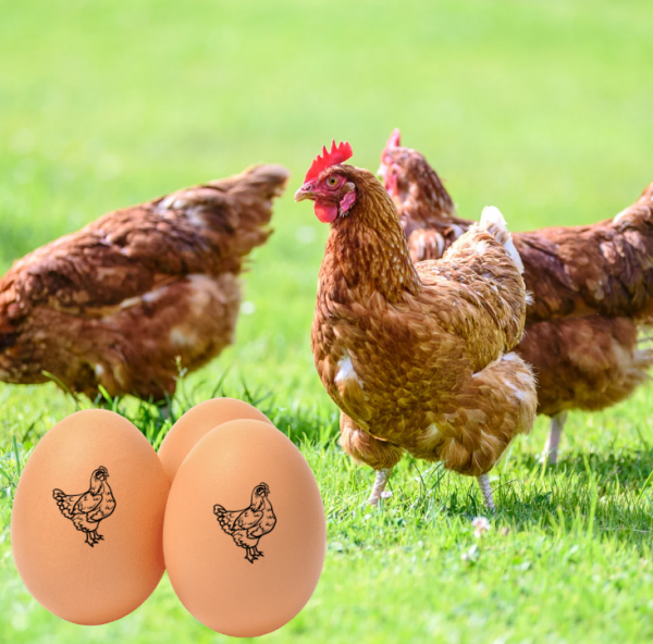 Personalised Egg Marking Kit | Customstampsonline.com